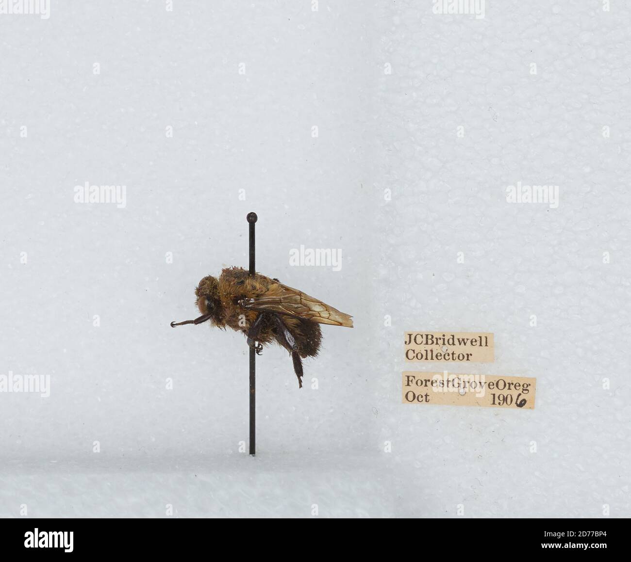 Forest Grove, Washington, Oregon, United States, Bombus (Separatobombus ...