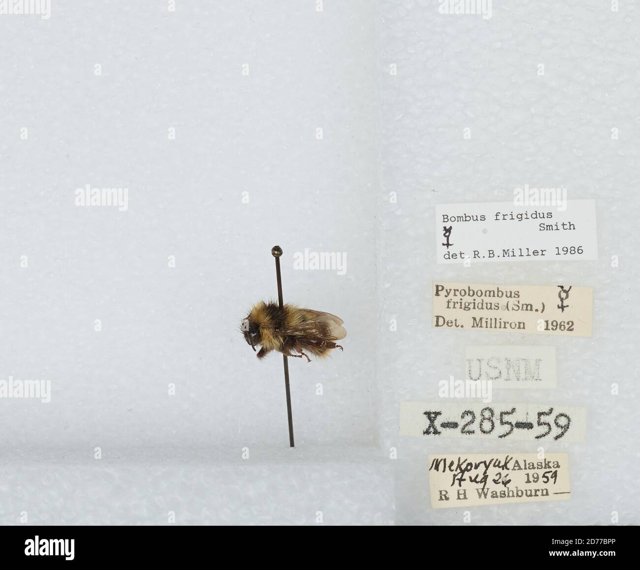 Mekoryuk, Bethel, Alaska, United States, Bombus (Pyrobombus) frigidus ...
