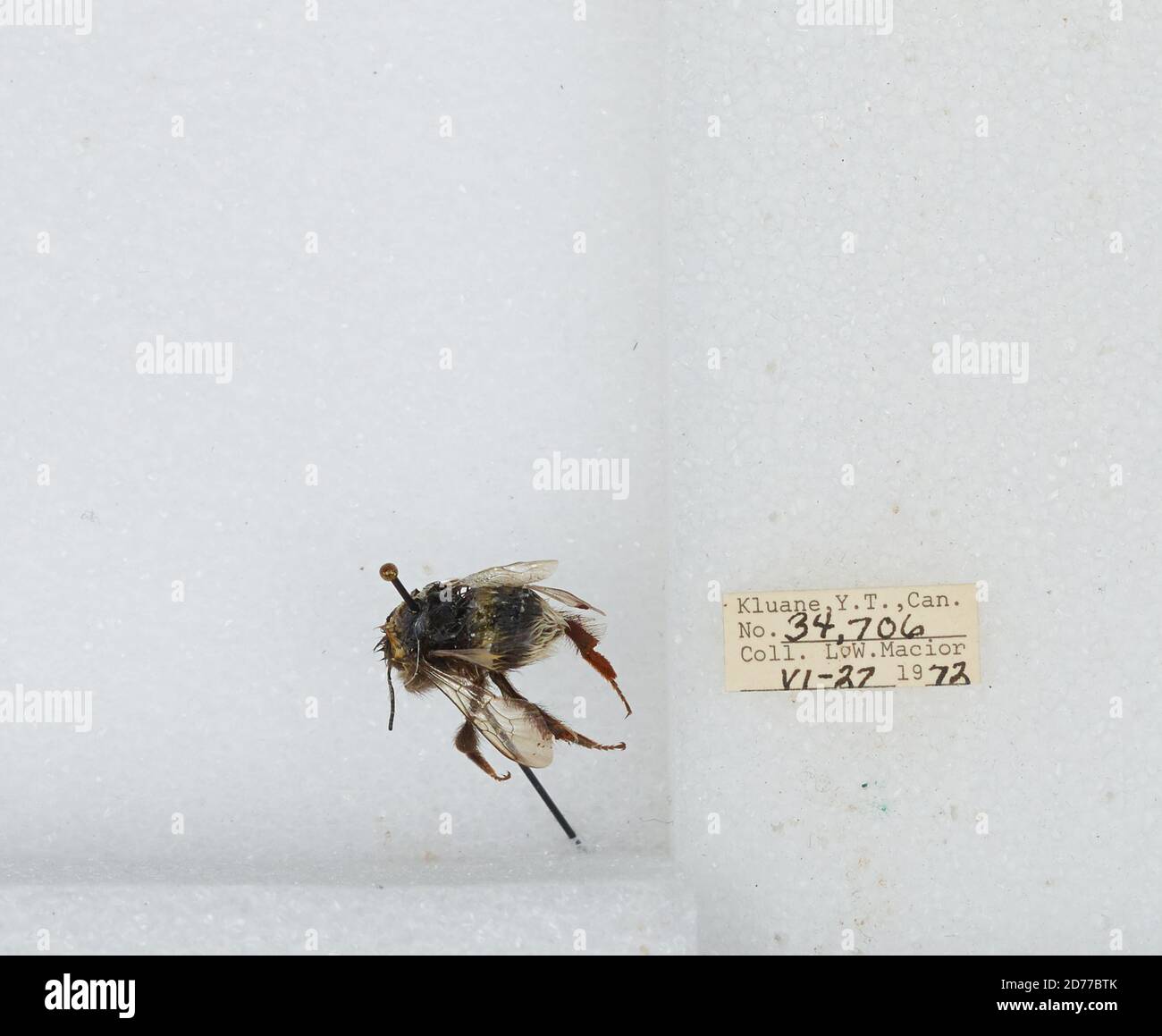 Kluane, Yukon Territory, Canada, Bombus (Bombus) lucorum (Linnaeus ...