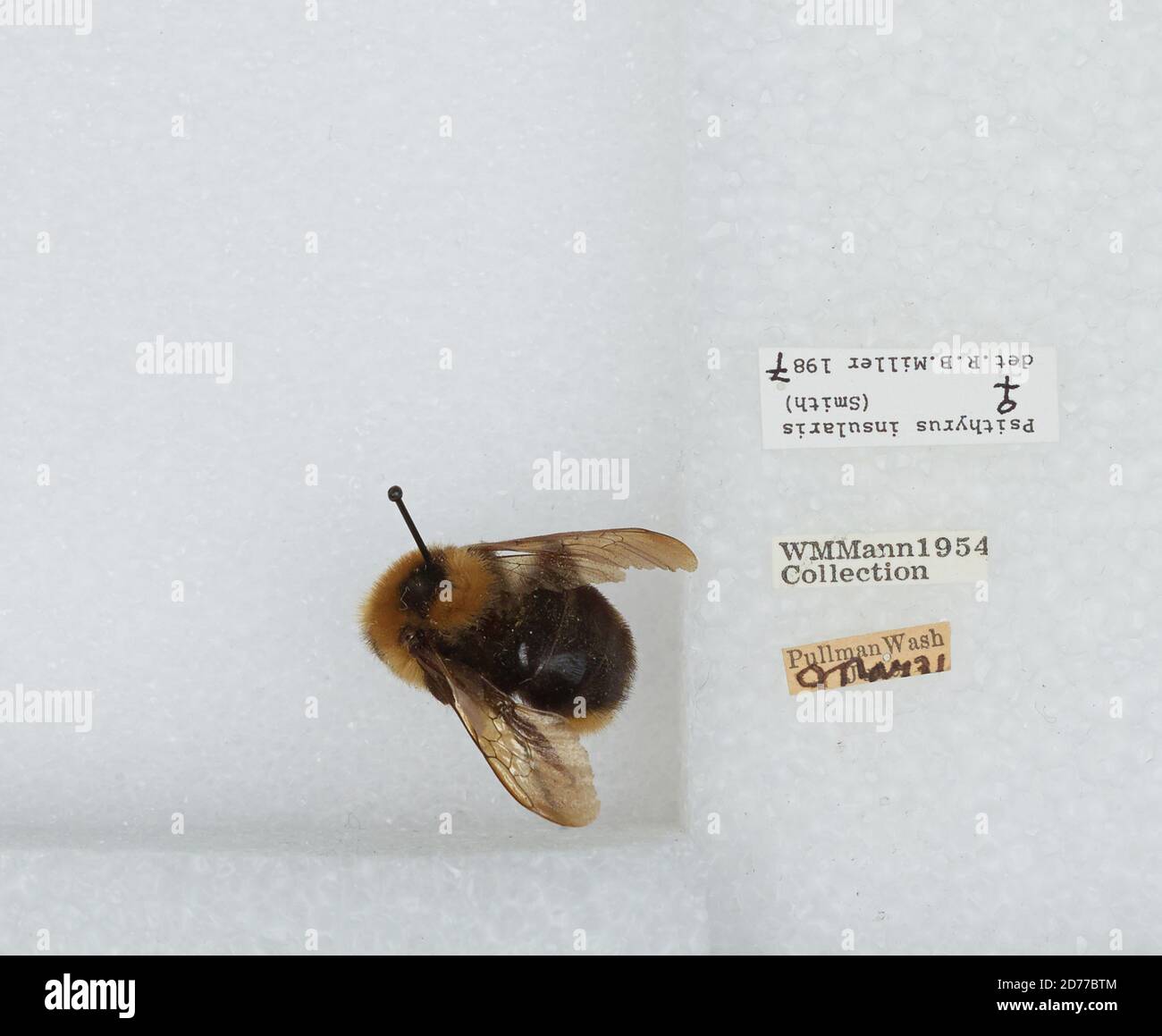 Pullman, Whitman, Washington, United States, Bombus (Psithyrus ...