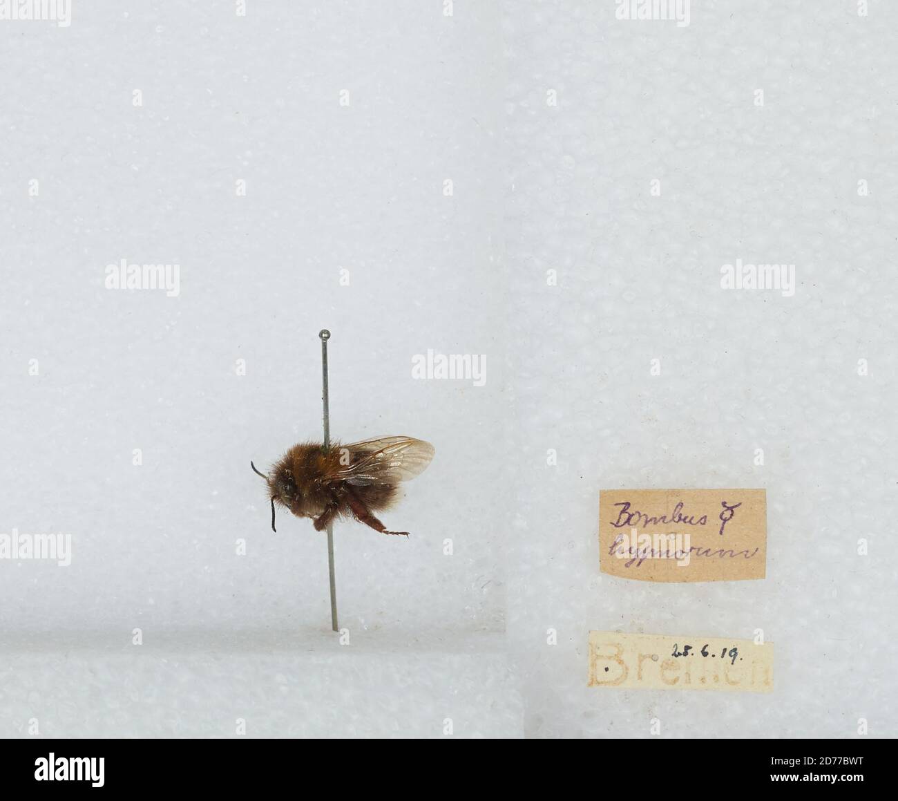 Bremen, Germany, Bombus (Pyrobombus) hypnorum hypnorum (Linnaeus ...