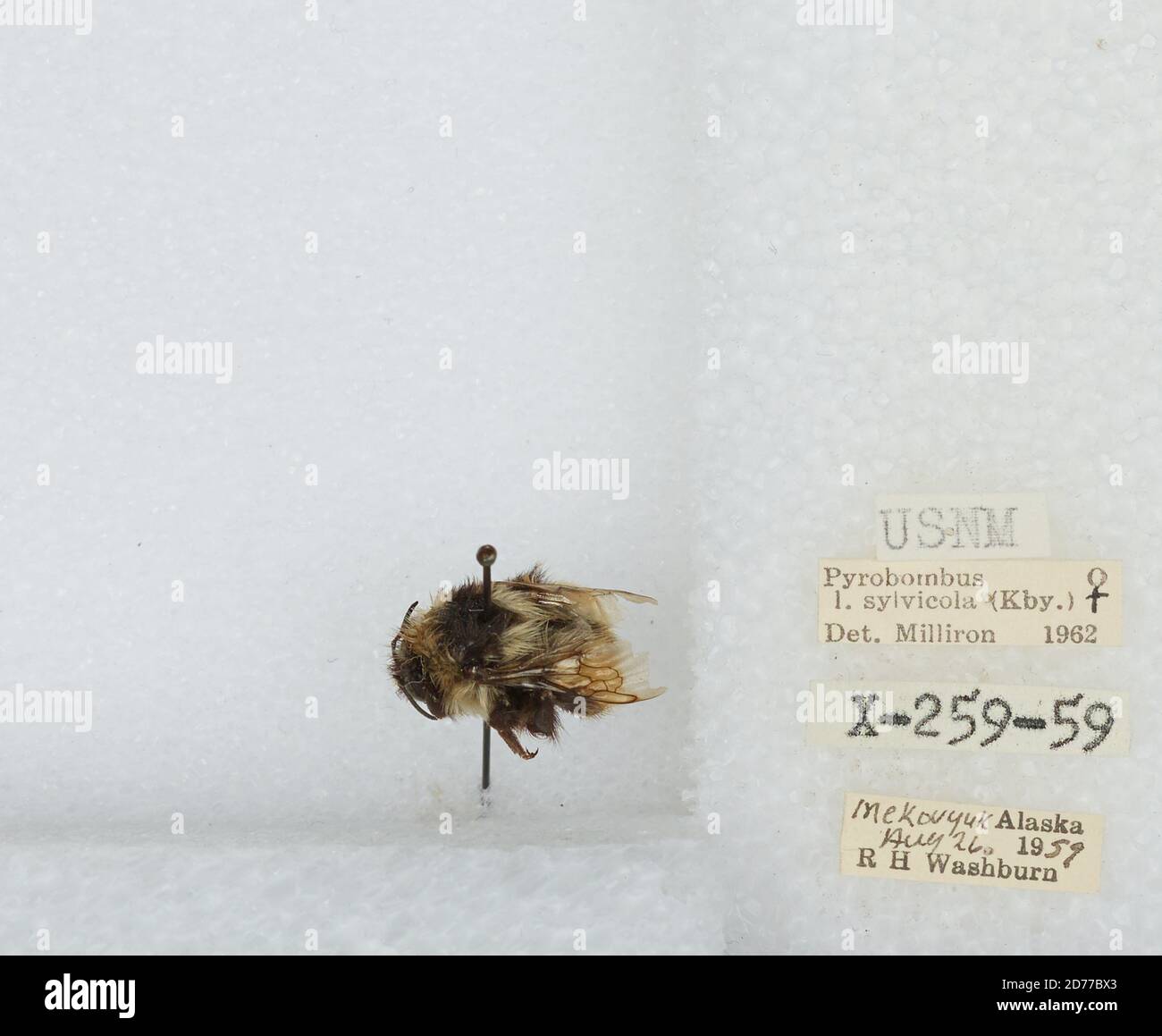 Mekoryuk, Bethel, Alaska, United States, Bombus (Pyrobombus) sylvicola ...