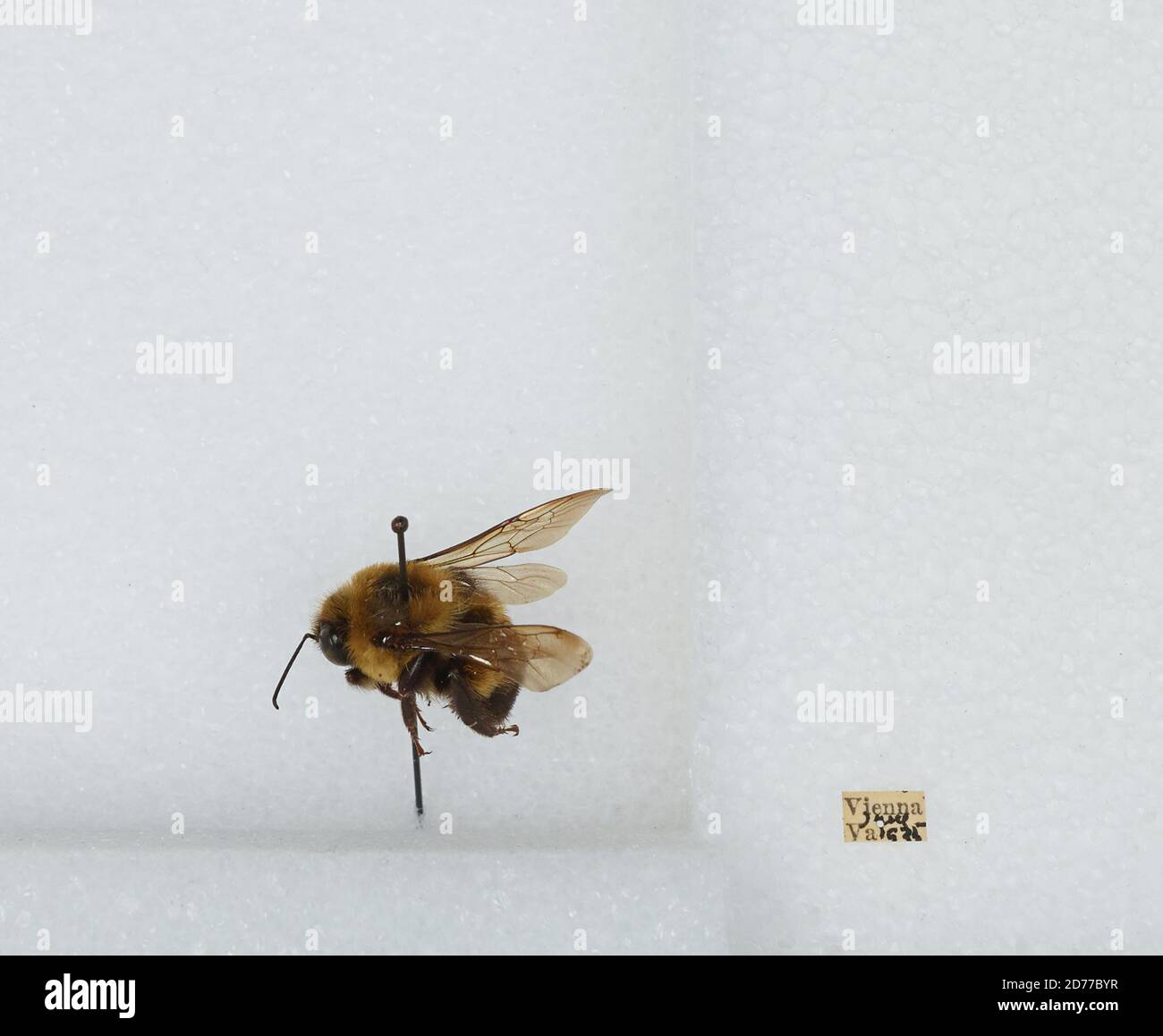 Vienna, Fairfax, Virginia, United States, Bombus (Separatobombus ...