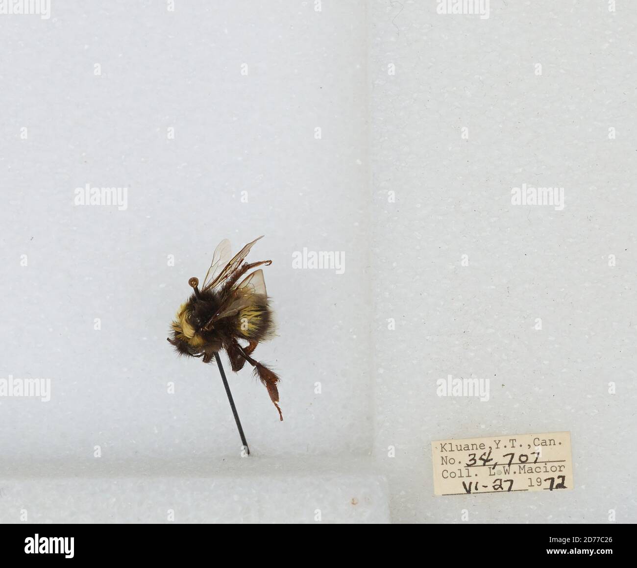Kluane, Yukon Territory, Canada, Bombus (Bombus) lucorum (Linnaeus ...