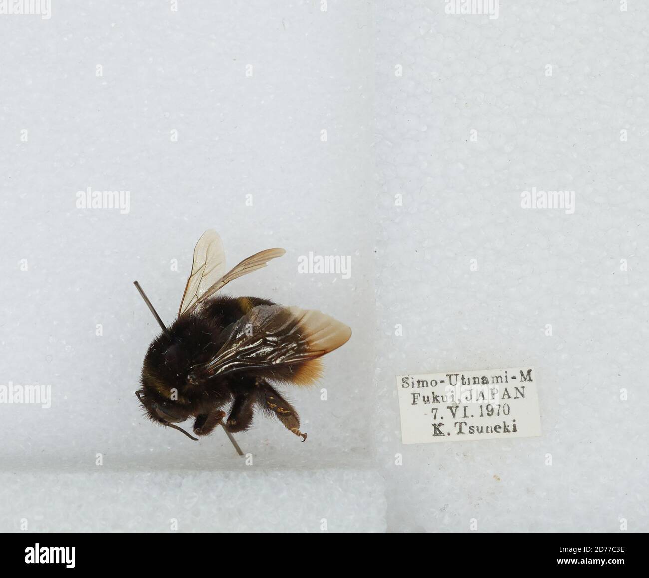 Simo-Utinami-M, Fukui, Japan, Bombus (Bombus) ignitus Smith, Animalia ...