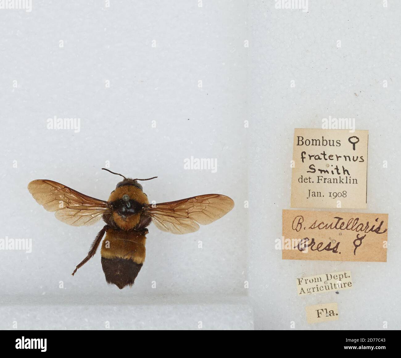 Florida, United States, Bombus (Fraternobombus) fraternus (Smith ...