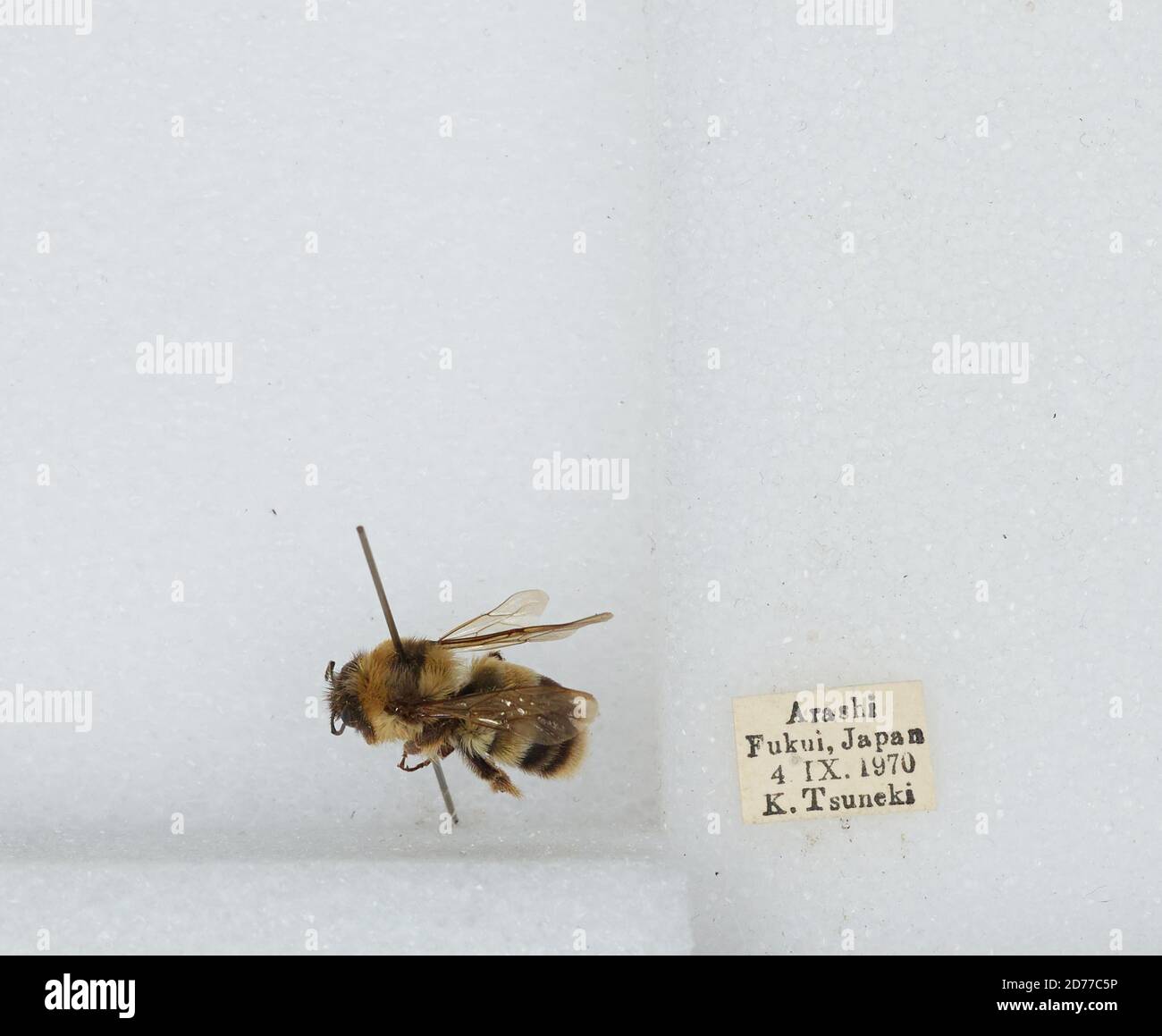 Arashi, Fukui, Japan, Bombus (Bombus) ignitus Smith, Animalia, Arthropoda, Insecta, Hymenoptera ...