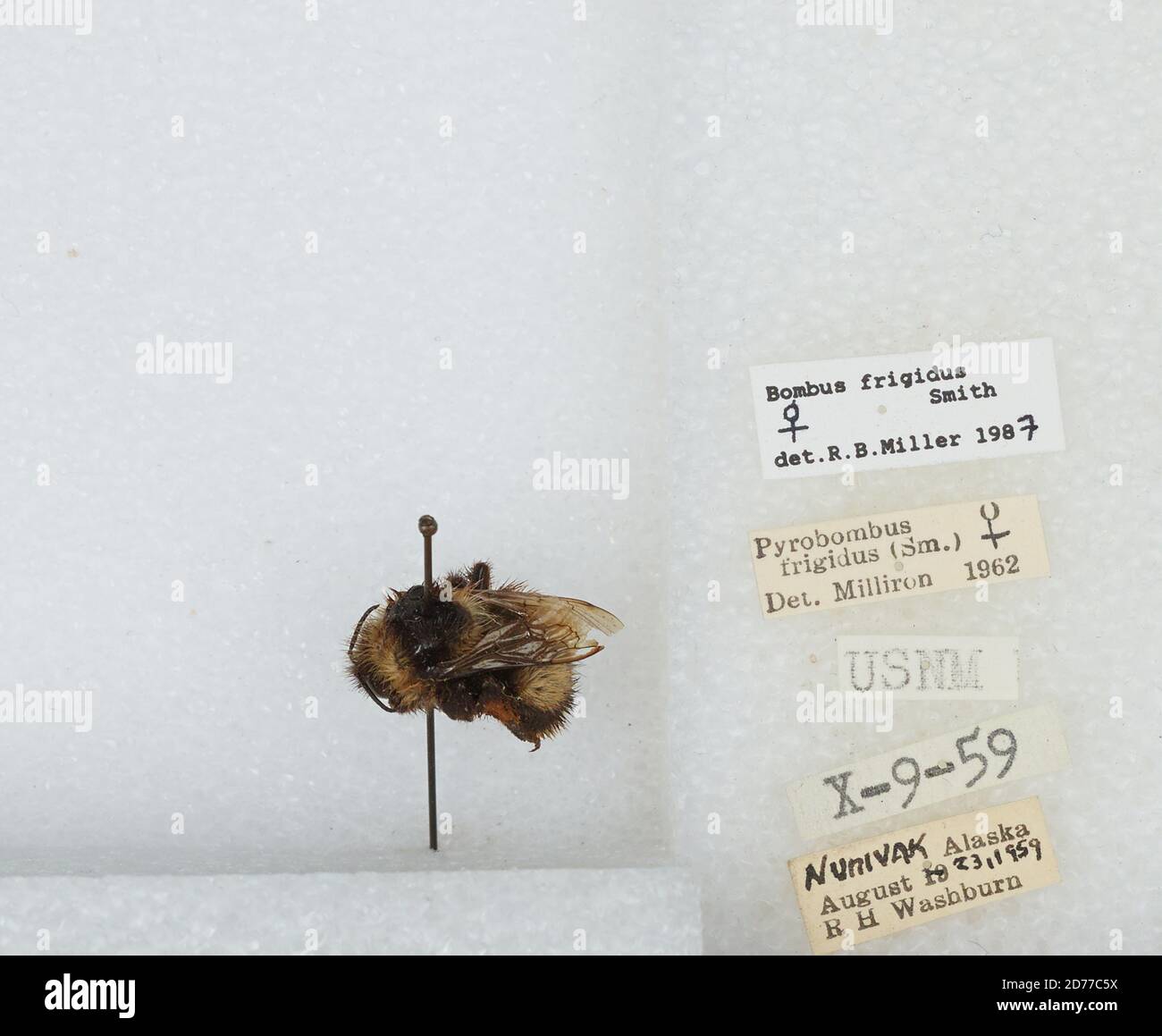 Nunivak, Bethel, Alaska, United States, Bombus (Pyrobombus) frigidus ...