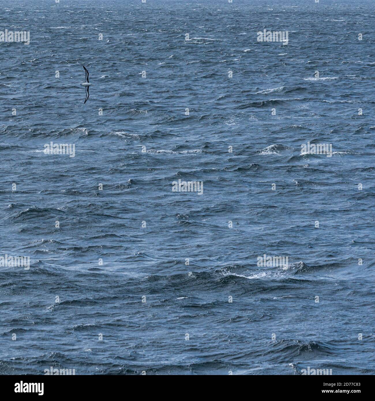 Antarctica beagle channel hi-res stock photography and images - Alamy