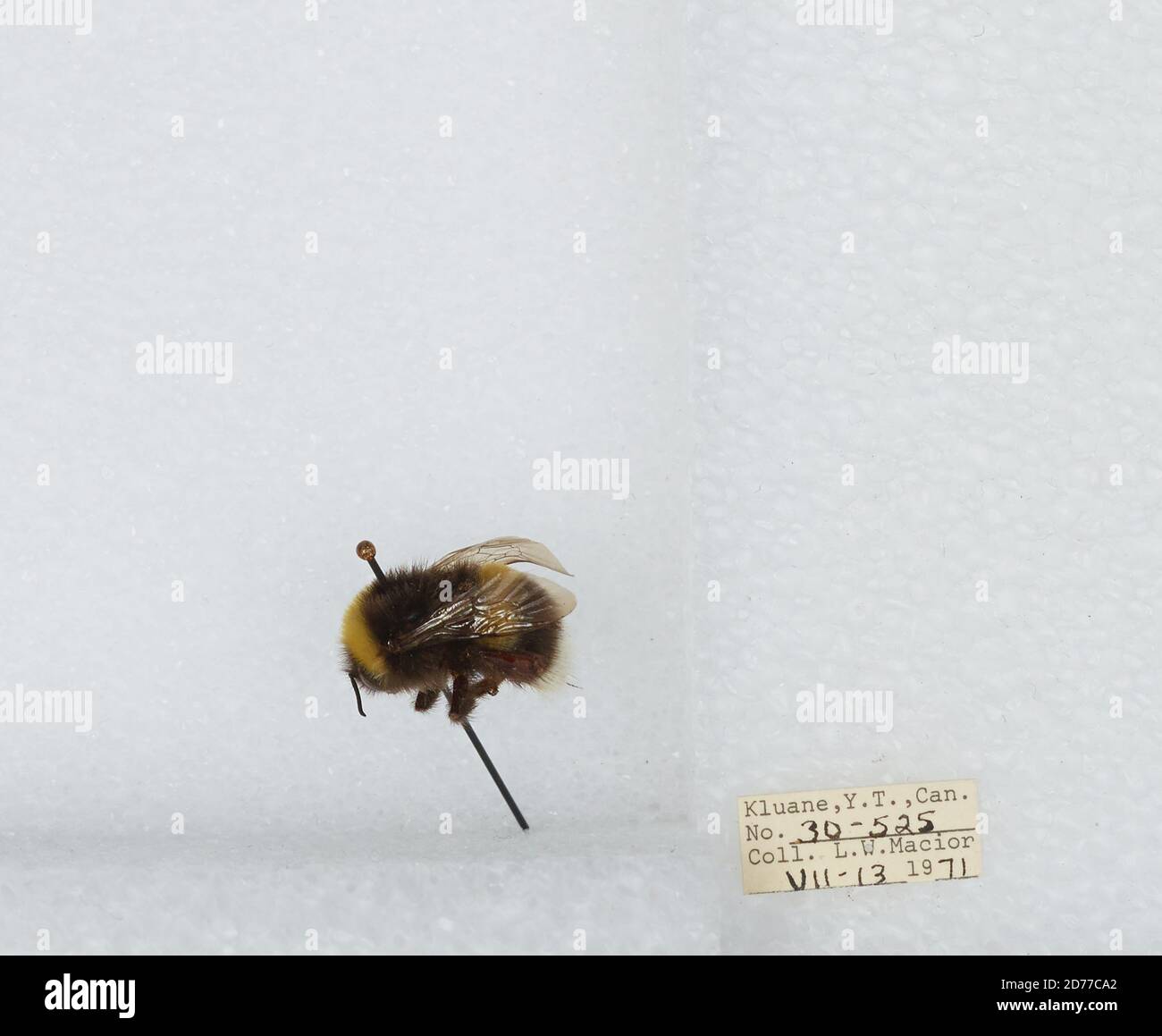 Kluane, Yukon Territory, Canada, Bombus (Bombus) lucorum (Linnaeus ...