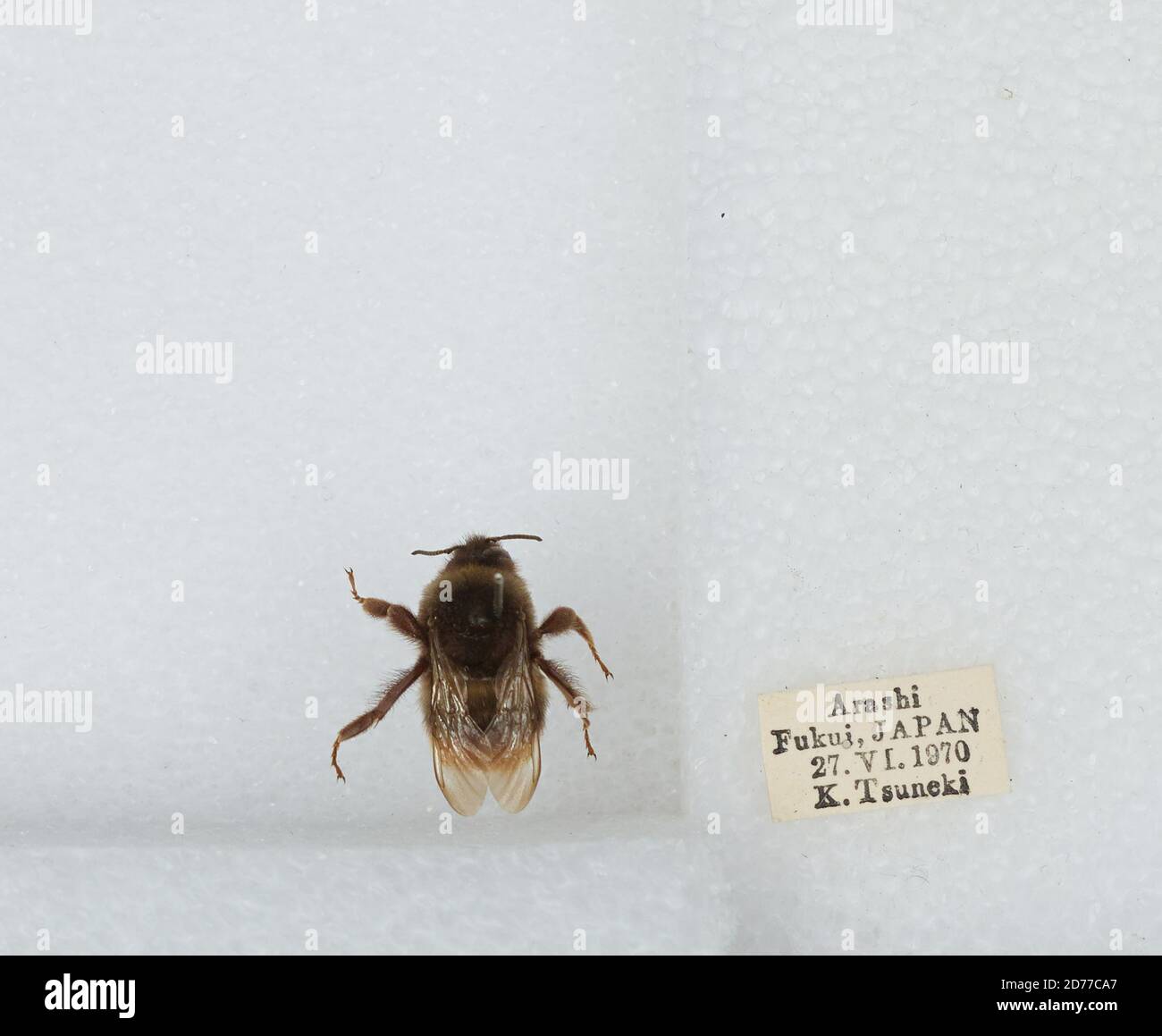 Arashi, Fukui, Japan, Bombus (Bombus) ignitus Smith, Animalia, Arthropoda, Insecta, Hymenoptera ...