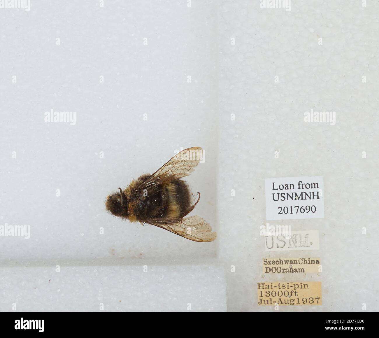 Hai-tsi-pin, Sichuan, China, Bombus (Bombus) lucorum (Linnaeus ...