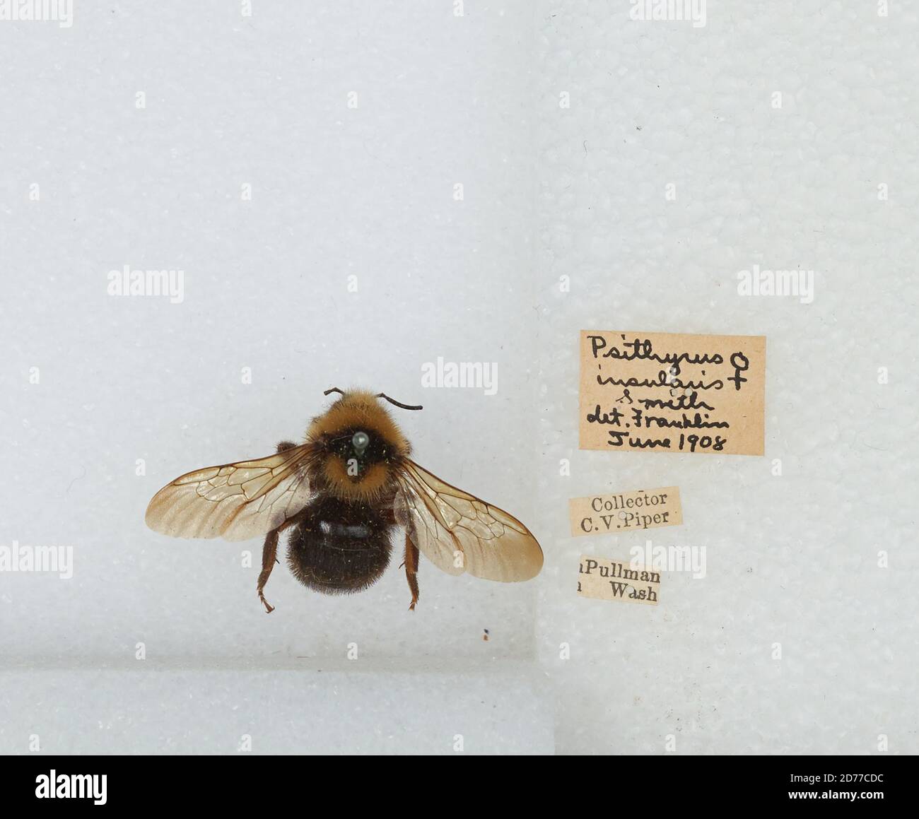 Pullman, Whitman, Washington, United States, Bombus (Psithyrus ...