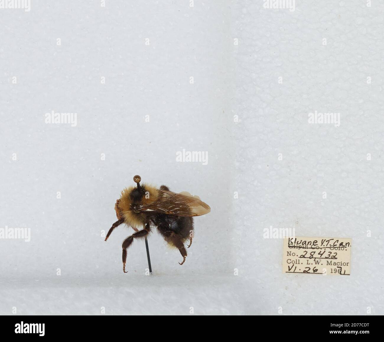 Kluane, Yukon Territory, Canada, Bombus (Psithyrus) insularis (Smith ...