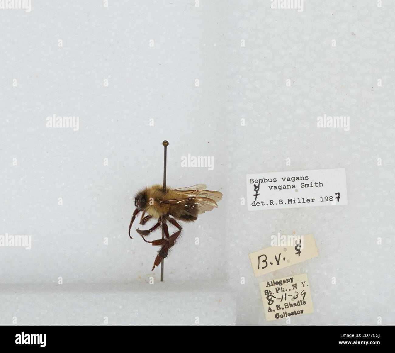 Allegany State Park, Cattaraugus, New York, United States, Bombus ...