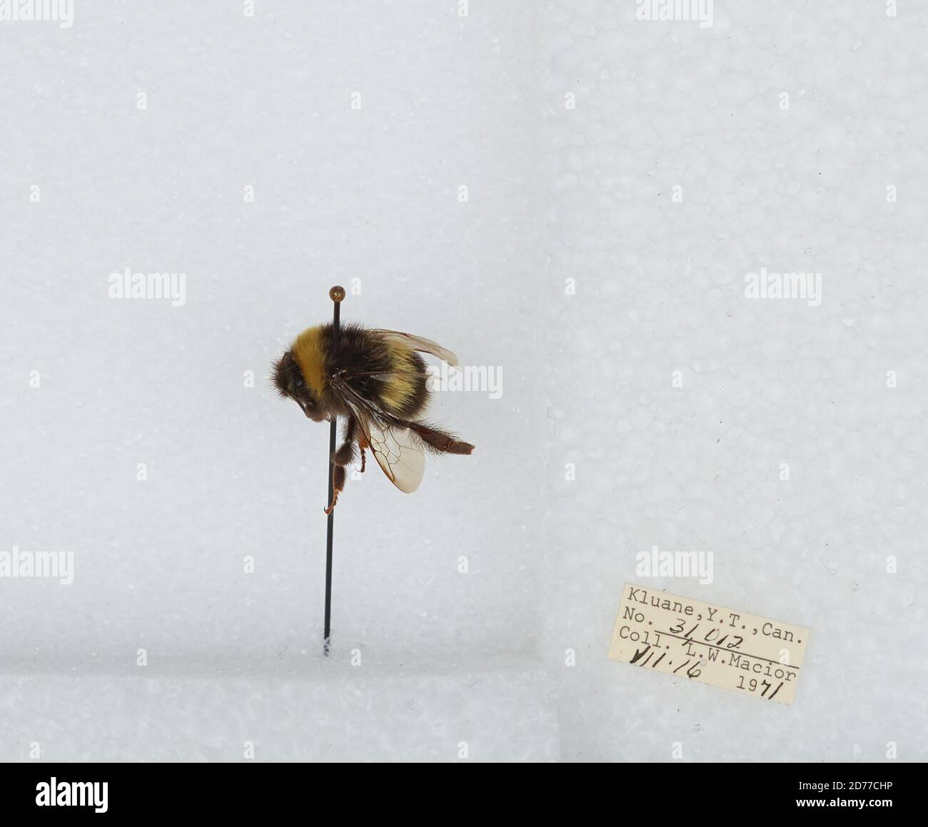 Kluane, Yukon Territory, Canada, Bombus (Bombus) lucorum (Linnaeus ...