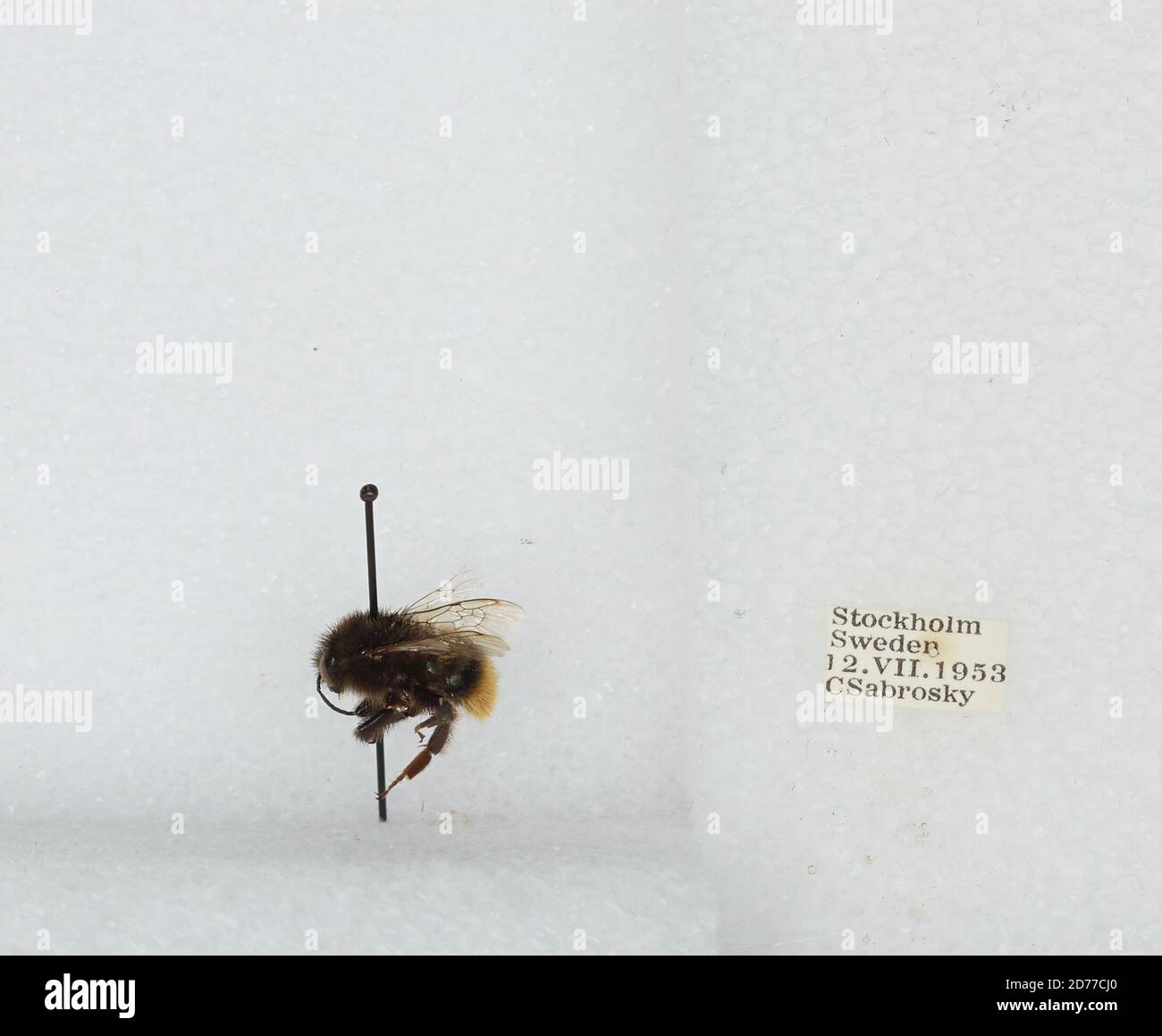 Stockholm, Sweden, Bombus (Thoracobombus) ruderarius (Müller), Animalia ...