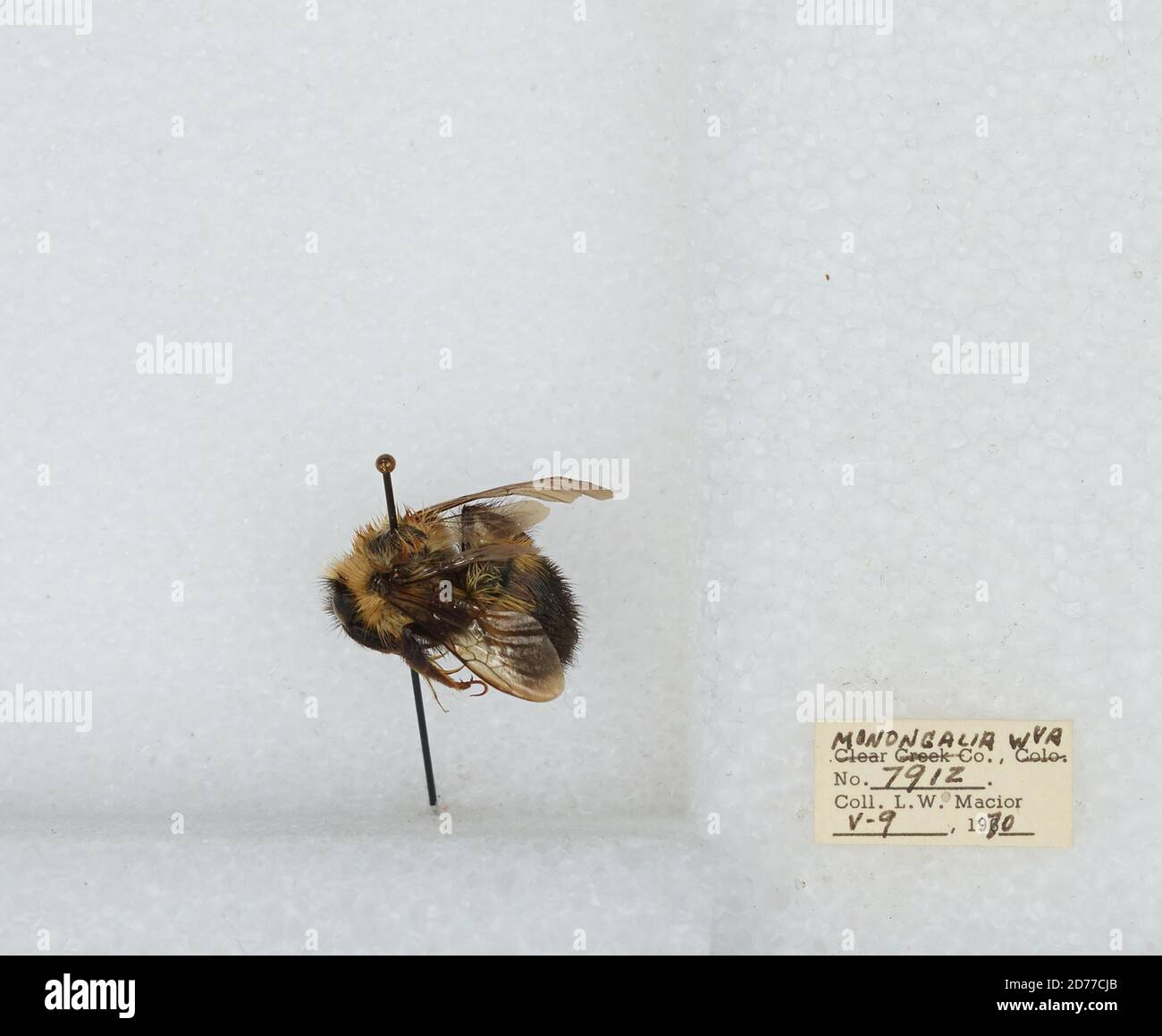 Monongalia, West Virginia, United States, Bombus (Pyrobombus) vagans ...