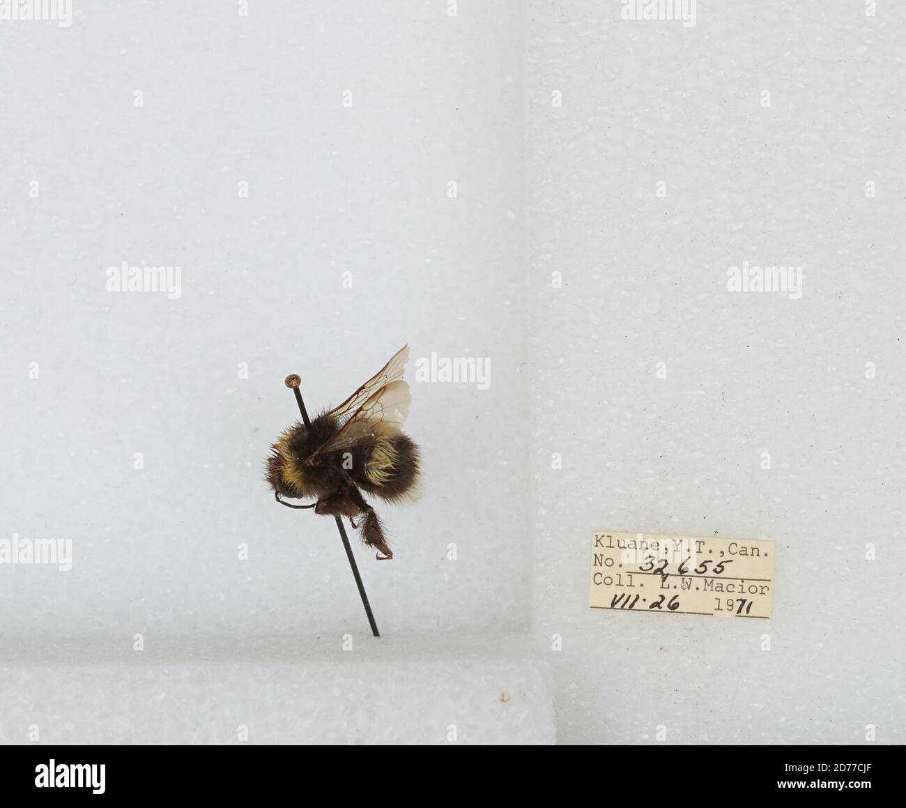 Kluane, Yukon Territory, Canada, Bombus (Bombus) lucorum (Linnaeus ...