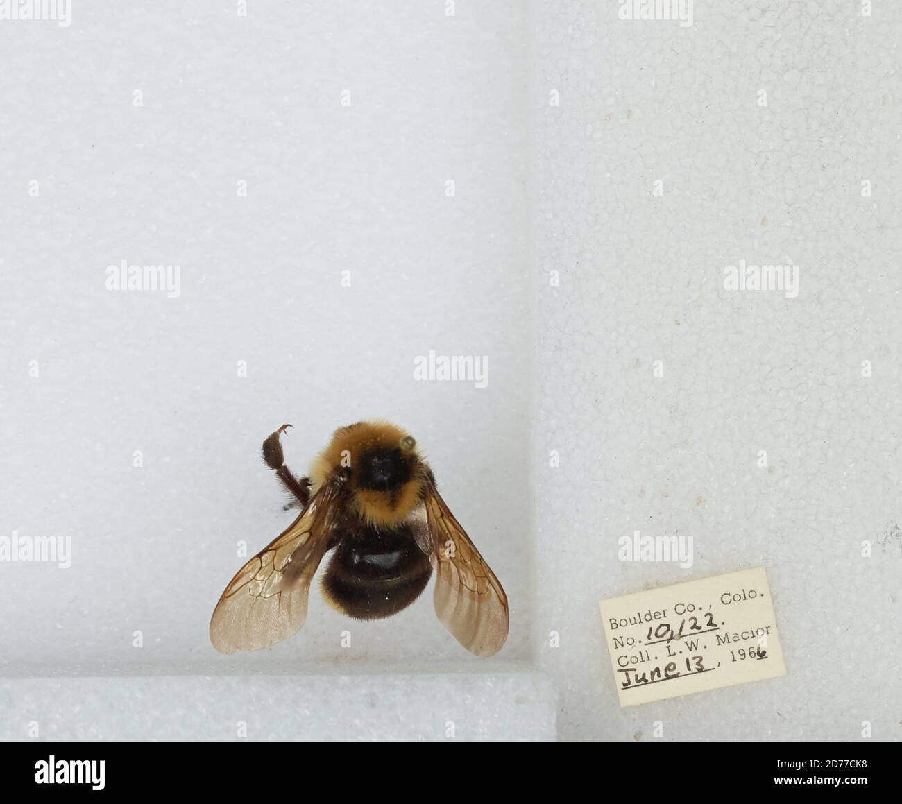 Boulder, Colorado, United States, Bombus (Psithyrus) insularis (Smith ...