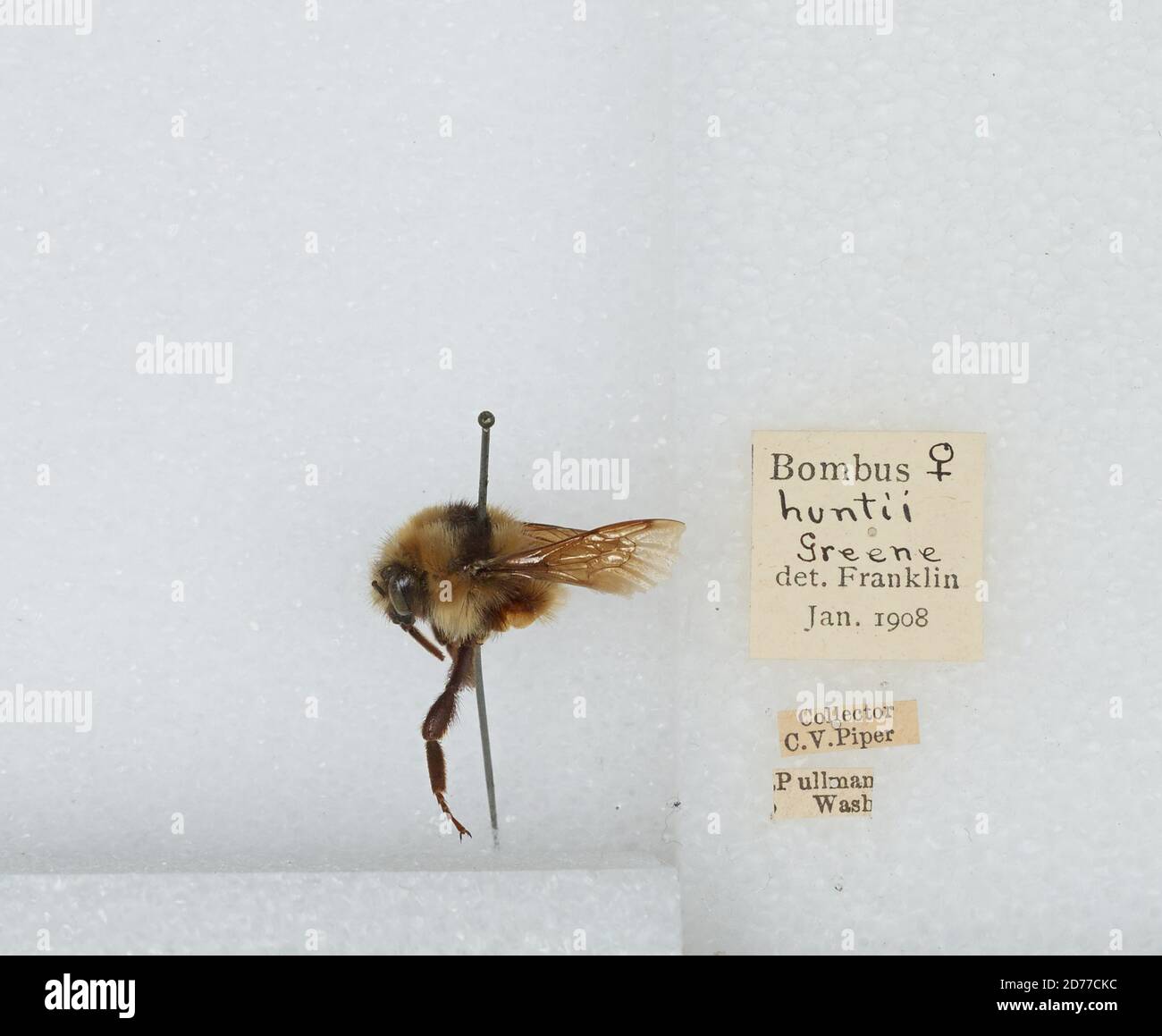 Pullman, Whitman, Washington, United States, Bombus (Pyrobombus) huntii ...