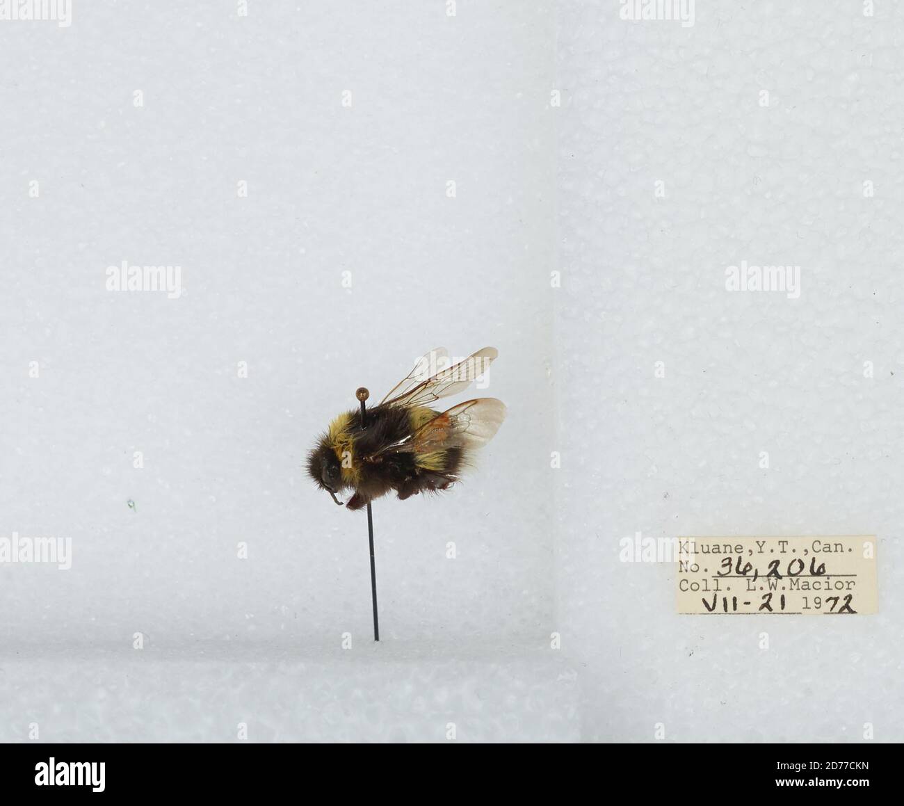Kluane, Yukon Territory, Canada, Bombus (Bombus) lucorum (Linnaeus ...