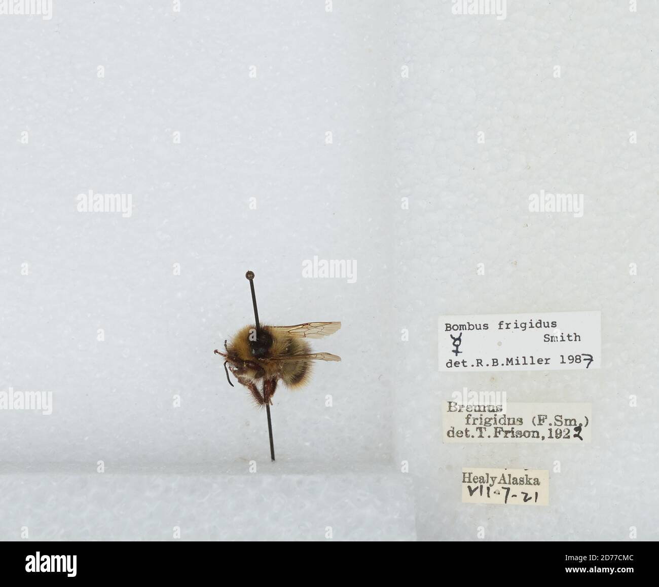 Healy, Denali, Alaska, United States, Bombus (Pyrobombus) frigidus ...