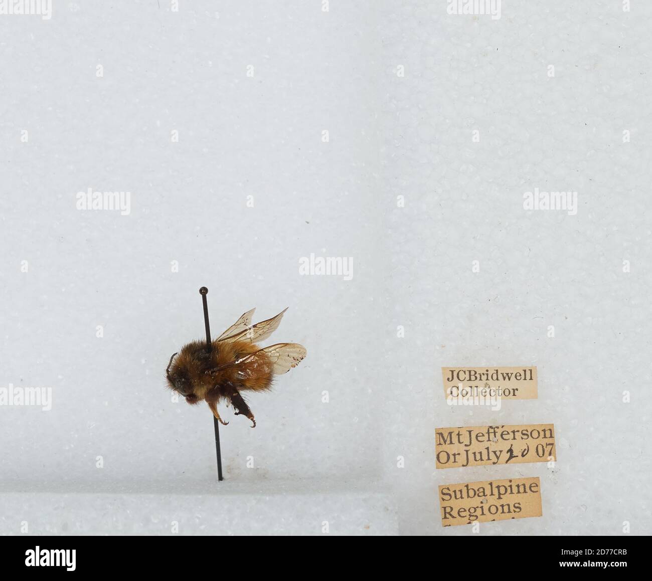 Mount Jefferson, Subalpine Regions, Linn, Oregon, United States, Bombus ...