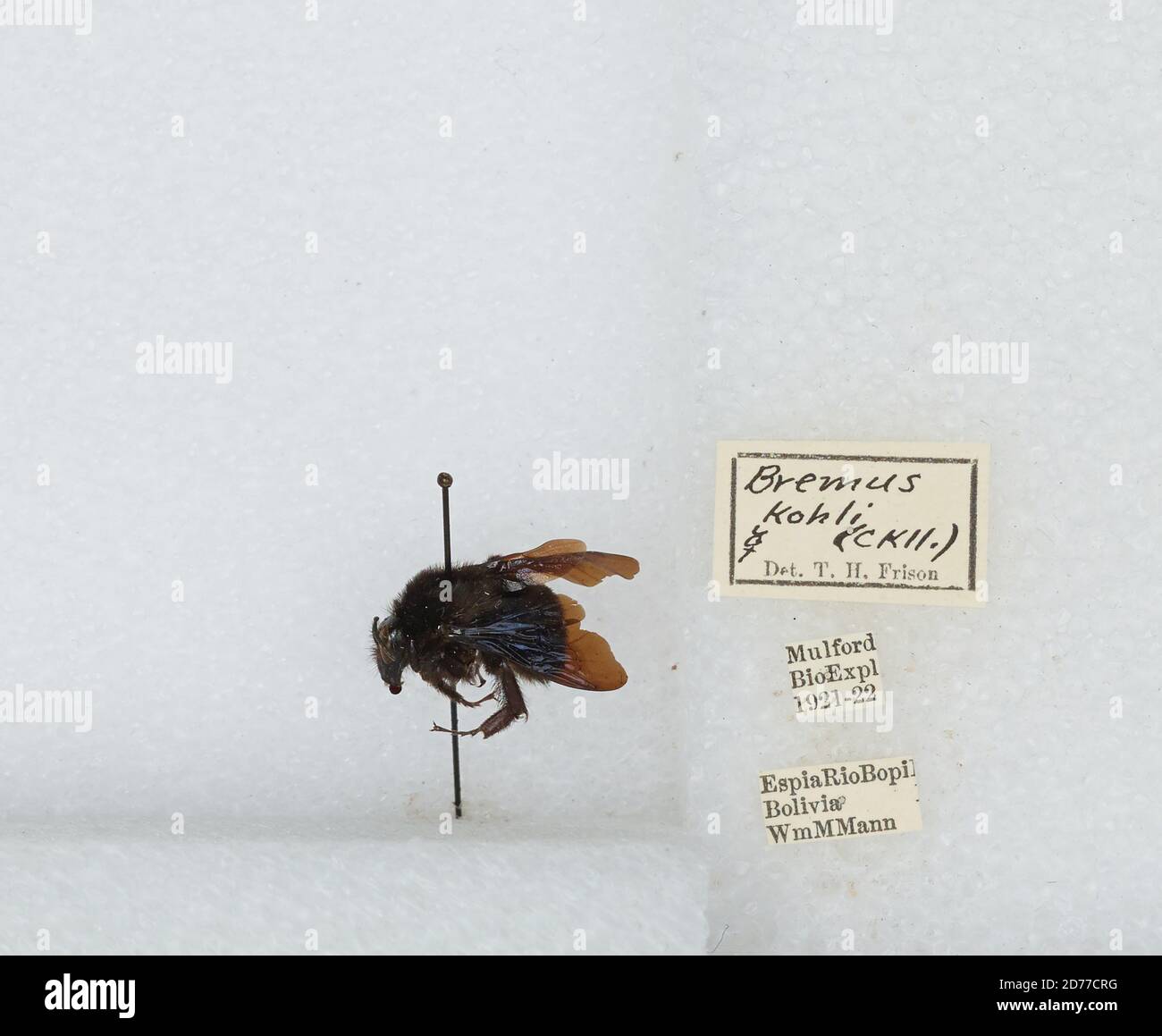 Espia Rio Bopi, La Paz, Bolivia, Bombus (Fervidobombus) morio (Swederus ...