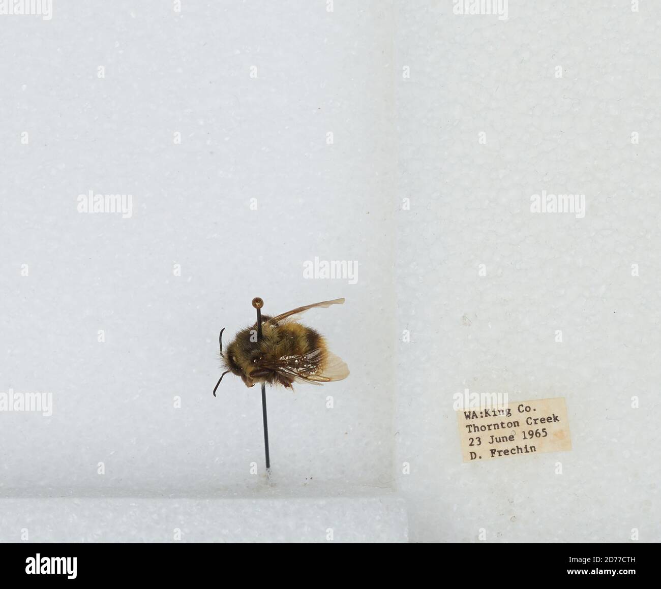 Thornton Creek, King, Washington, United States, Bombus (Pyrobombus ...