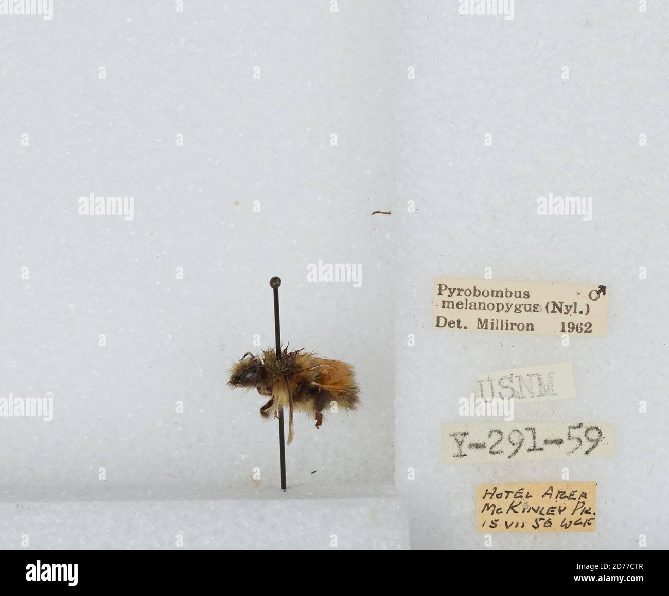 Hotel Area, McKinley Park, Denali, Alaska, United States, Bombus ...