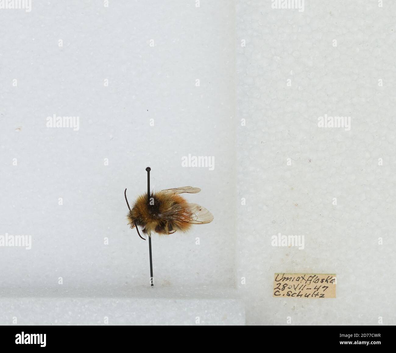 Umiat, North Slope, Alaska, United States, Bombus (Pyrobombus ...