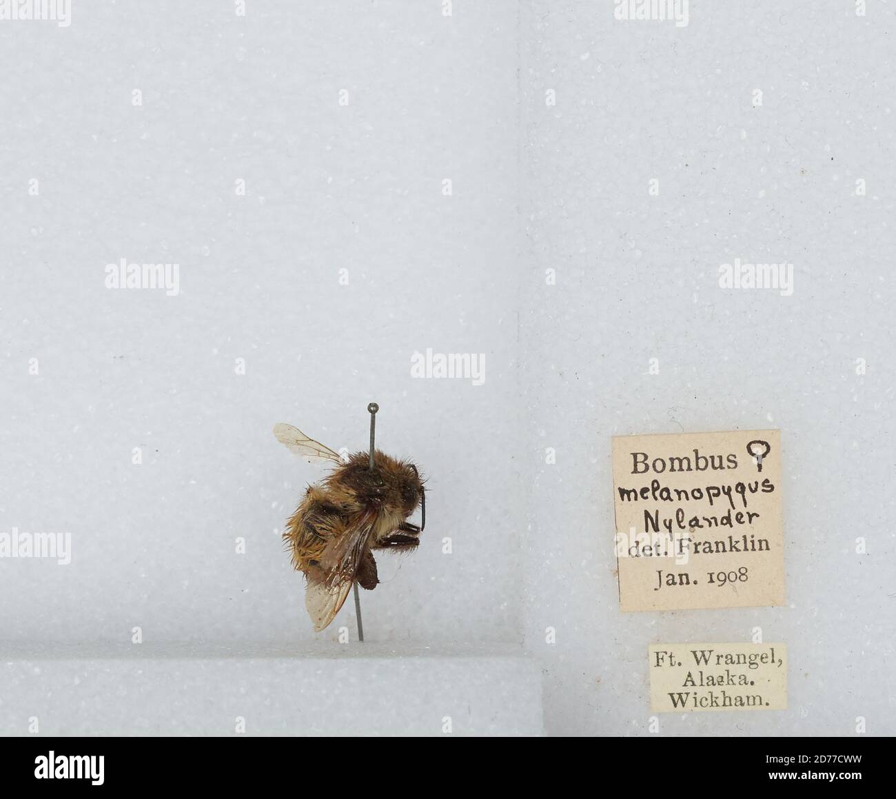 Fort Wrangel, Wrangell, Alaska, United States, Bombus (Pyrobombus ...