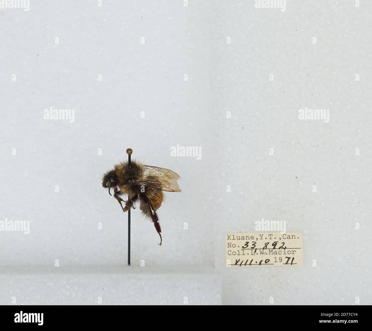 Kluane, Yukon Territory, Canada, Bombus (Pyrobombus) melanopygus ...