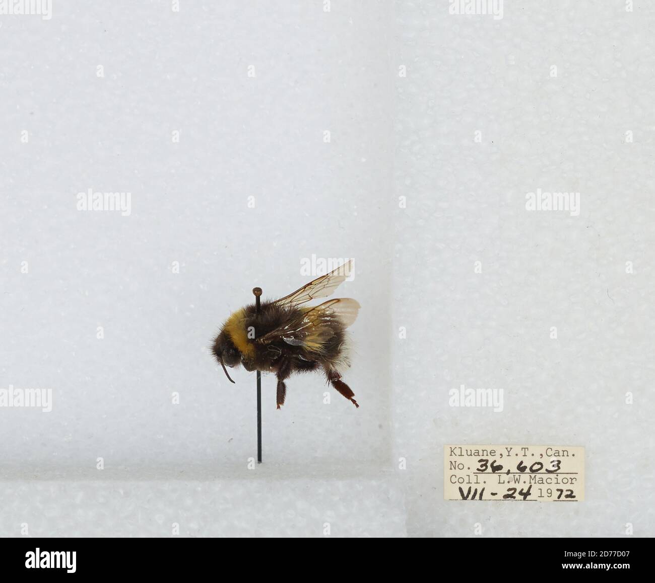 Kluane, Yukon Territory, Canada, Bombus (Bombus) lucorum (Linnaeus ...