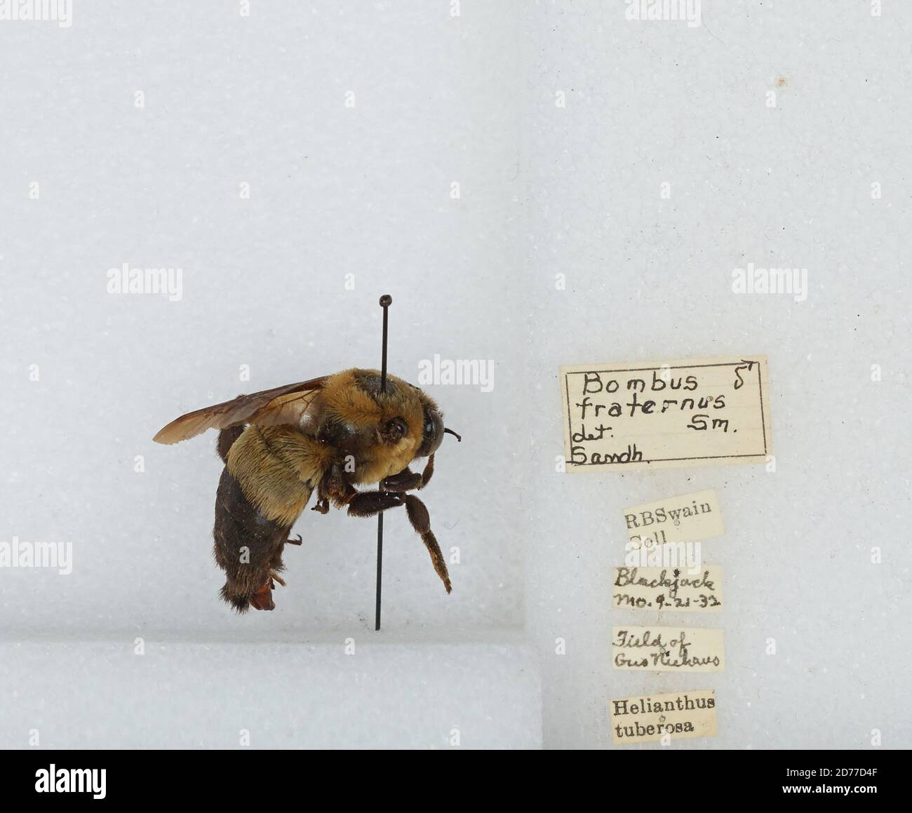 Field of gus nickaus hi-res stock photography and images - Alamy