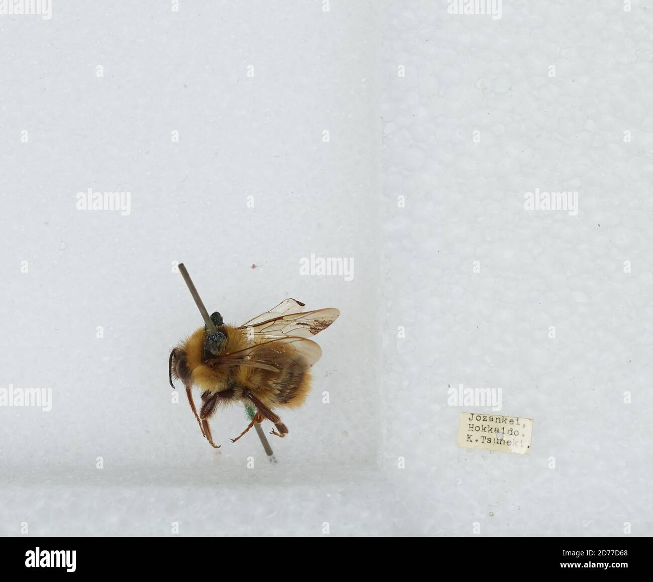 J?zankei, Hokkaid?, Japan, Bombus (Bombus) ignitus Smith, Animalia, Arthropoda, Insecta ...