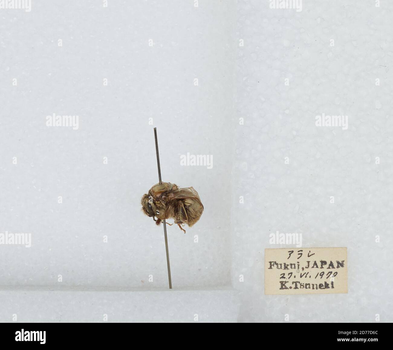 Fukui, Japan, Bombus (Bombus) ignitus Smith, Animalia, Arthropoda, Insecta, Hymenoptera, Apidae ...