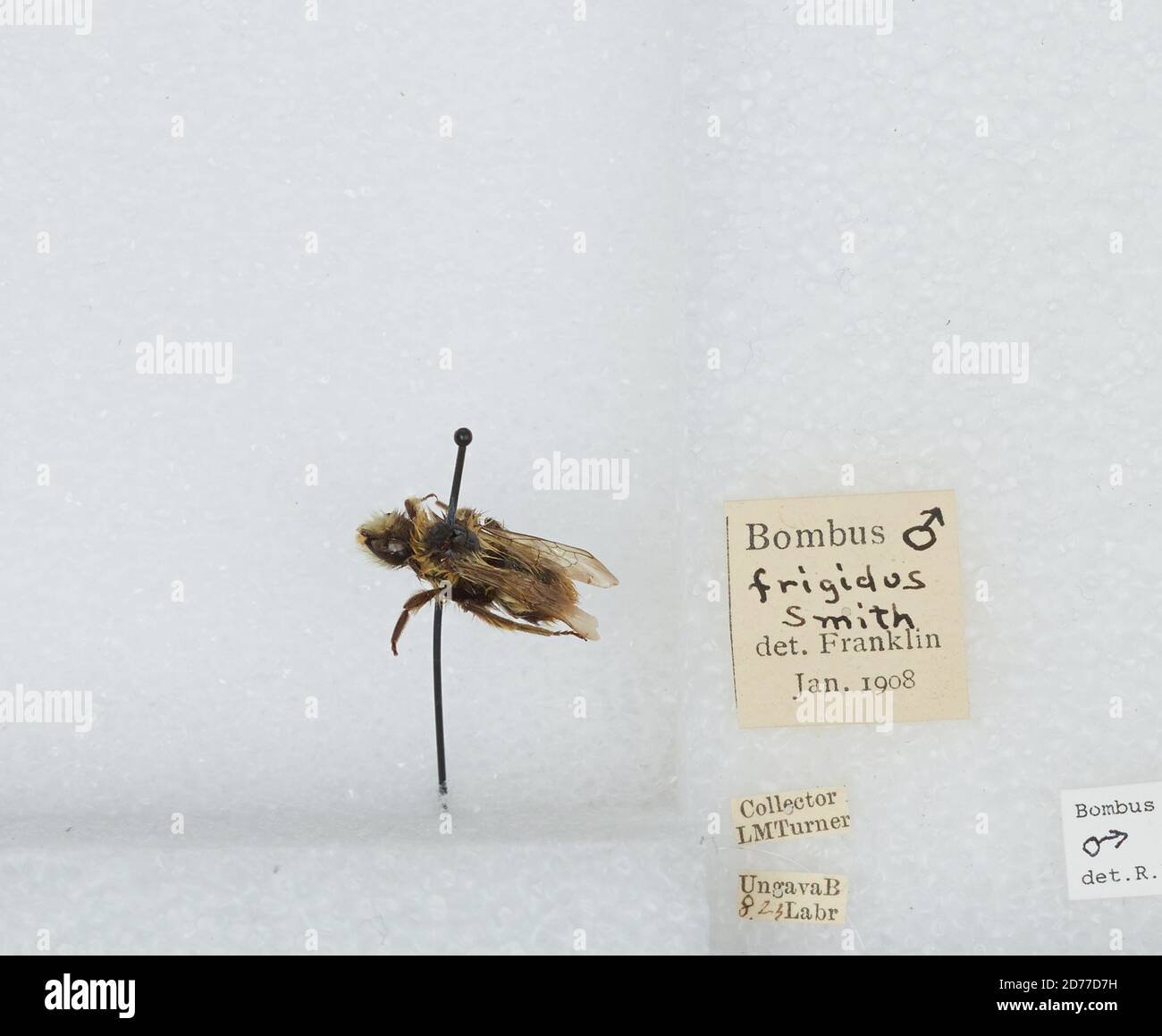 Ungava Bay, Newfoundland and Labrador, Canada, Bombus (Pyrobombus ...