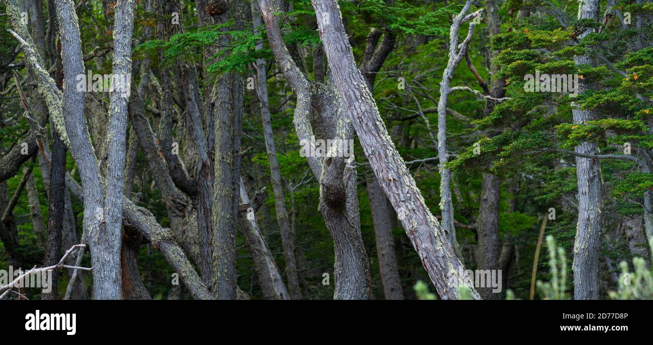 Lenga tree, Nothofagus pumilio, Wulaia Bay, Navarino Island, Murray ...