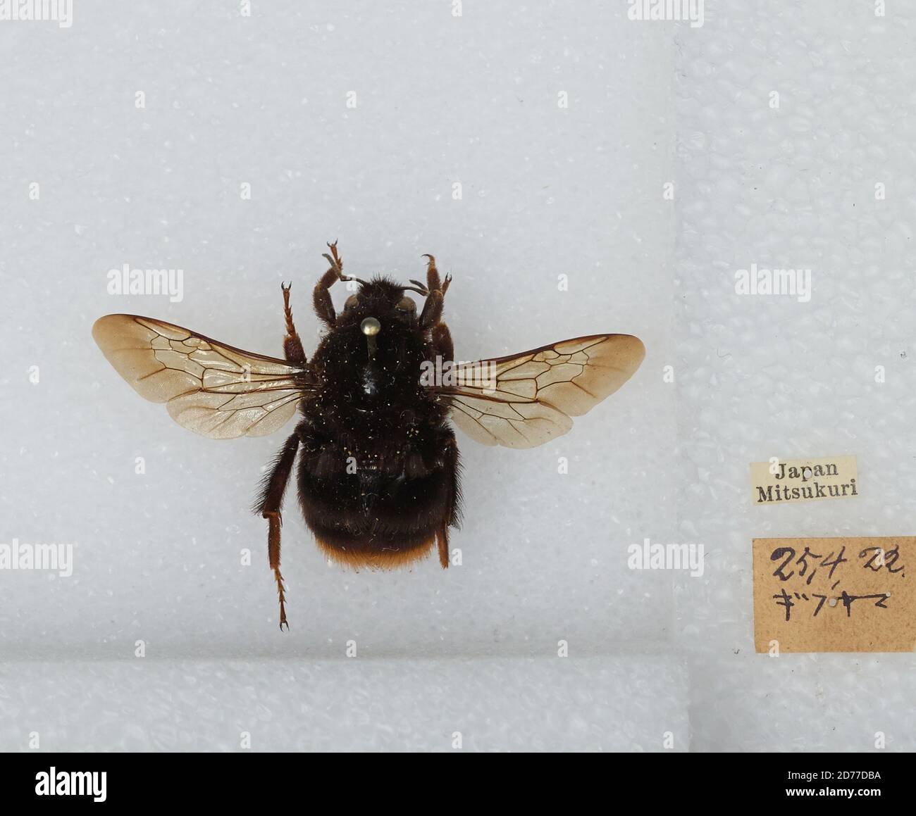 Mitsukuri, Nagano, Japan, Bombus (Bombus) ignitus Smith, Animalia ...