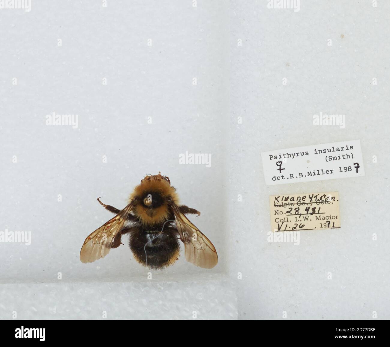 Kluane, Yukon Territory, Canada, Bombus (Psithyrus) insularis (Smith ...