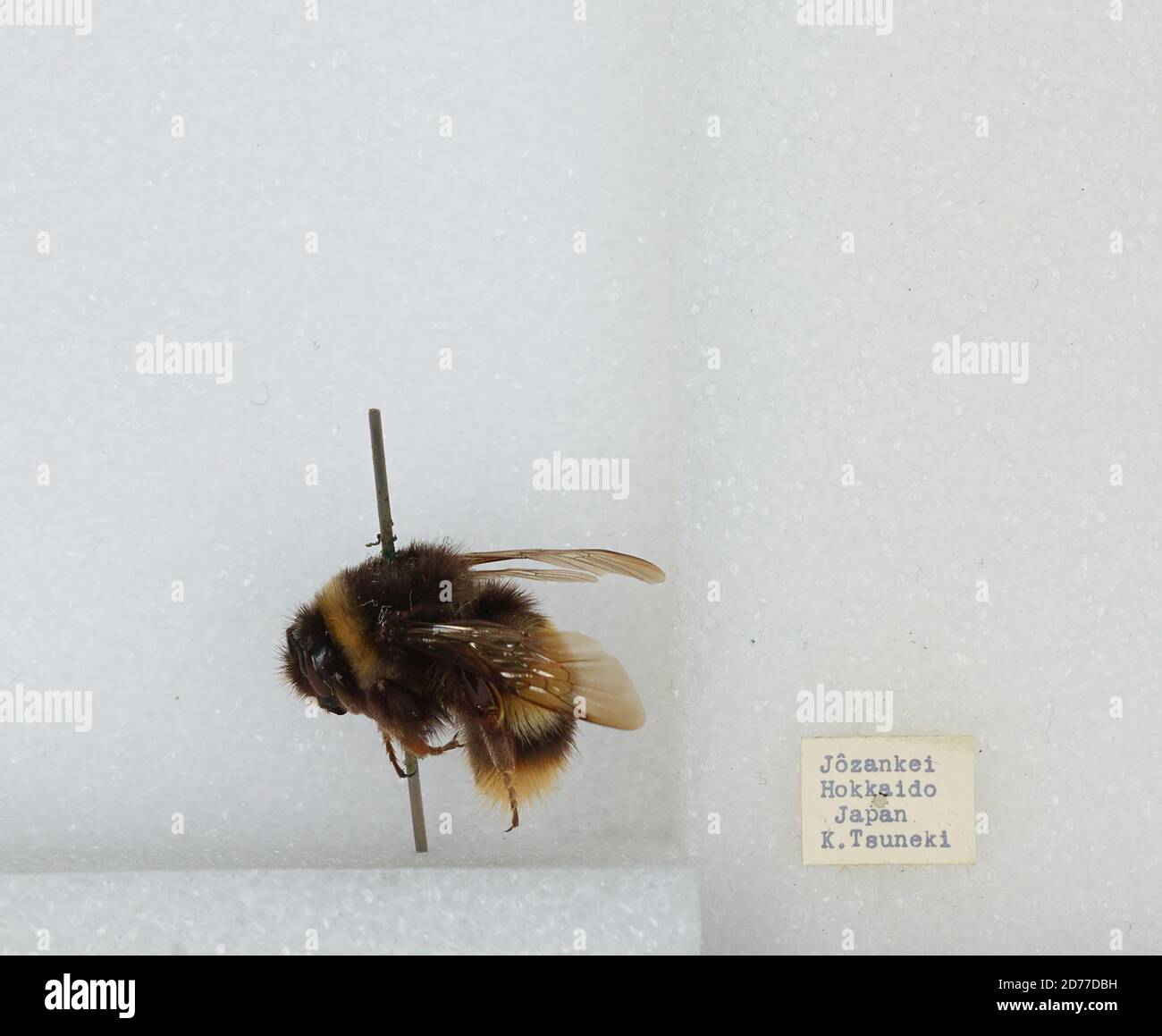 Jozankei, Hokkaido, Japan, Bombus (Bombus) ignitus Smith, Animalia, Arthropoda, Insecta ...