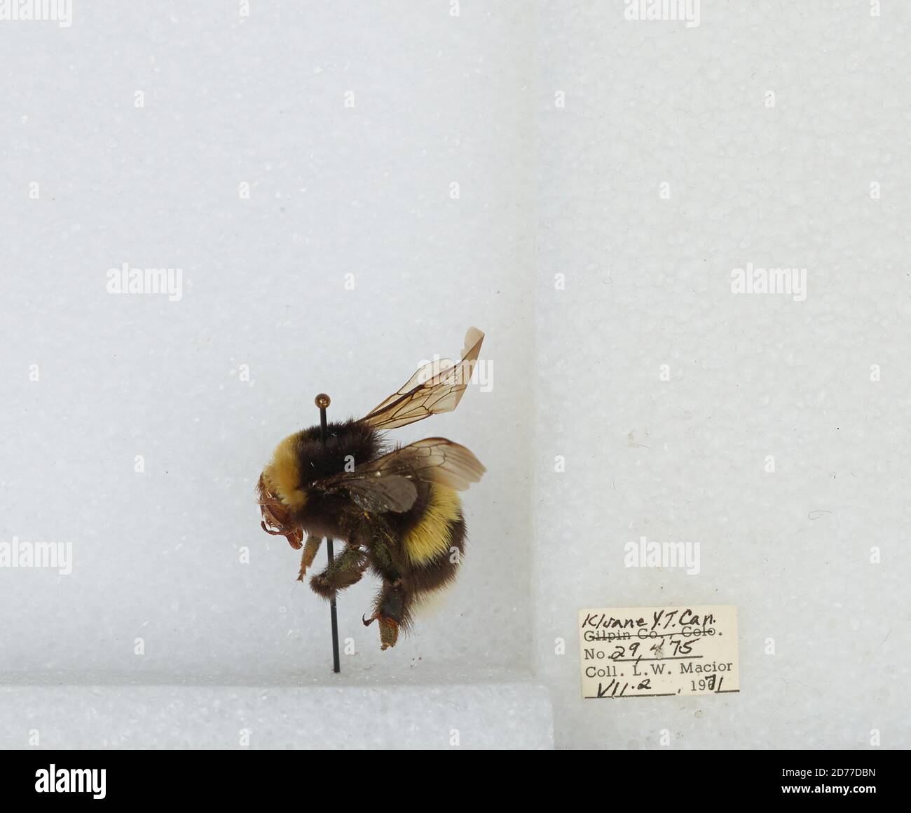 Kluane, Yukon Territory, Canada, Bombus (Bombus) lucorum (Linnaeus ...