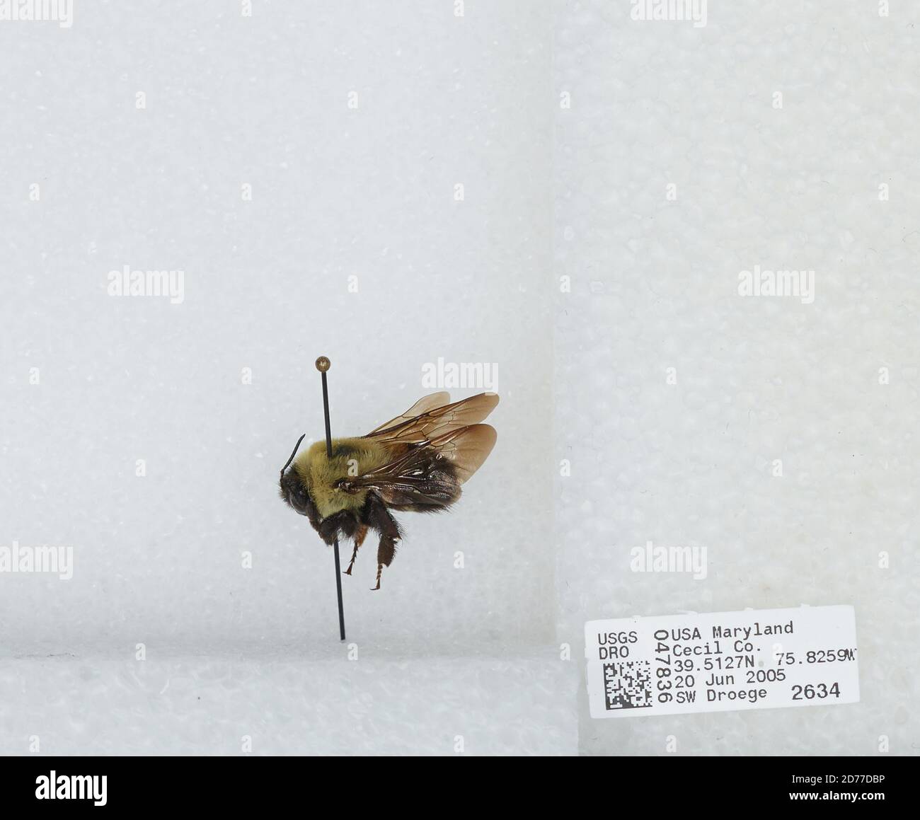Cecil, Maryland, United States, Bombus (Separatobombus) griseocollis ...
