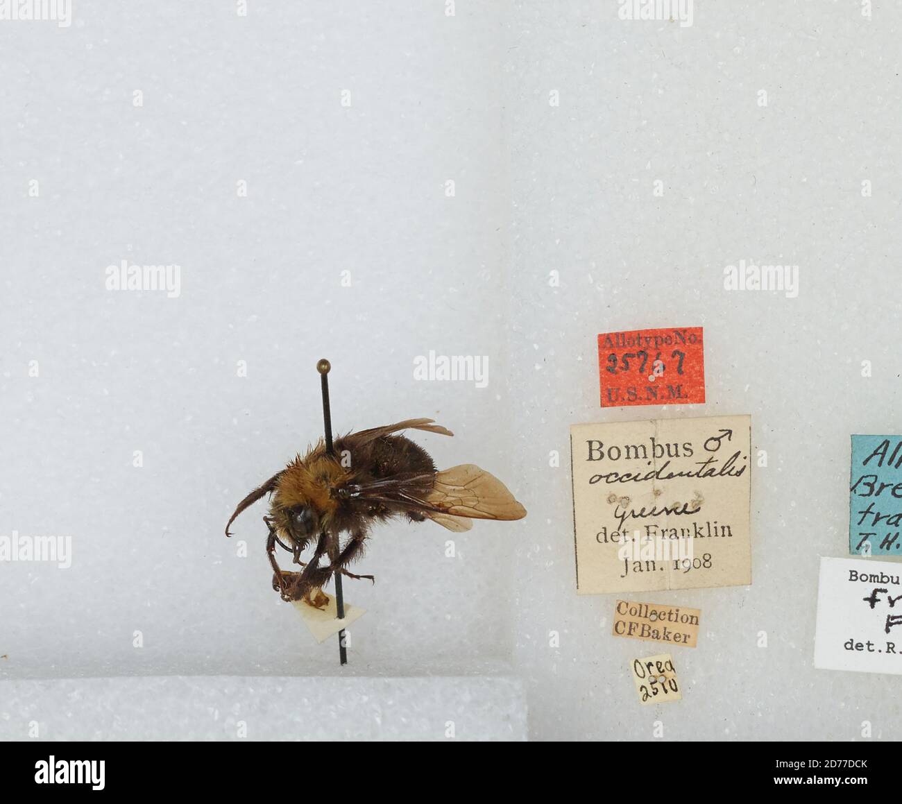 Bombus franklini hi-res stock photography and images - Alamy