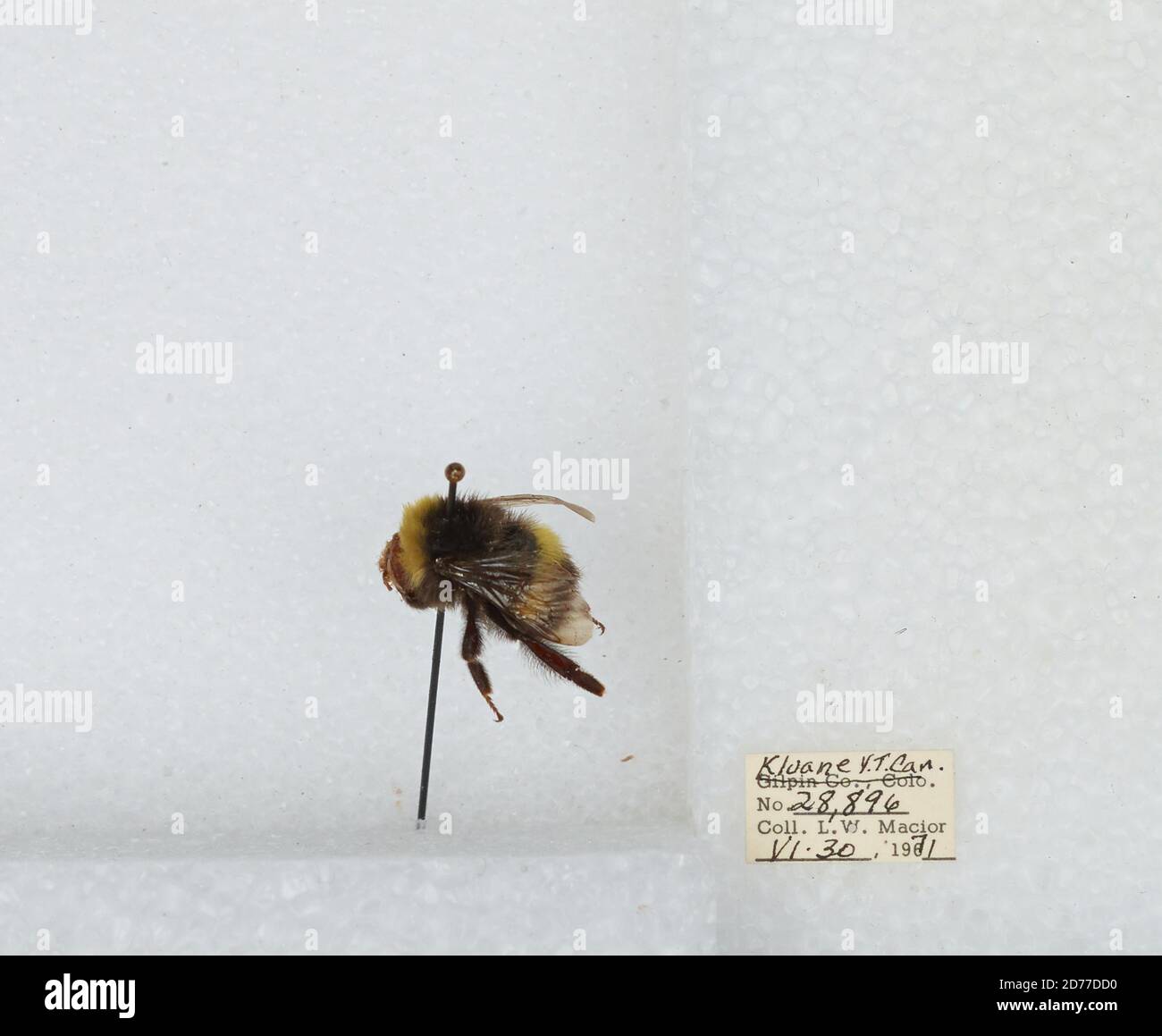 Kluane, Yukon Territory, Canada, Bombus (Bombus) lucorum (Linnaeus ...