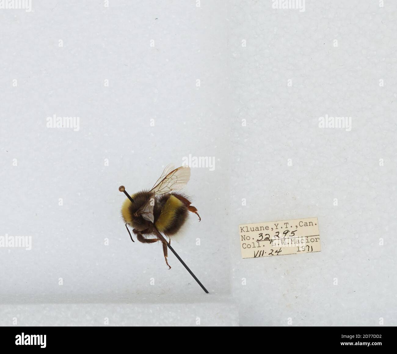 Kluane, Yukon Territory, Canada, Bombus (Bombus) lucorum (Linnaeus ...