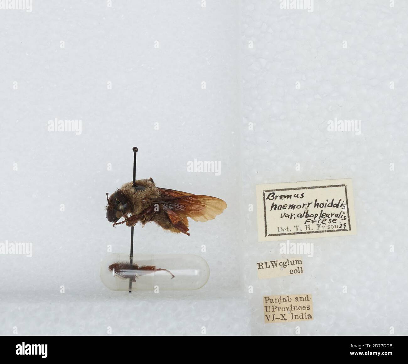 Punjab, India, Bombus (Orientalibombus) haemorrhoidalis Smith, Animalia ...