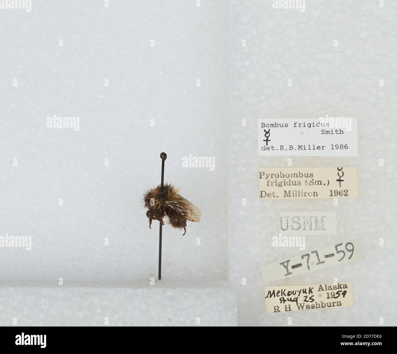 Mekoryuk, Bethel, Alaska, United States, Bombus (Pyrobombus) frigidus ...